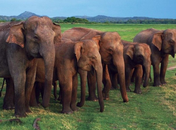 Sri Lanka 5 Day Tour With Hill Country Cultural Triangle